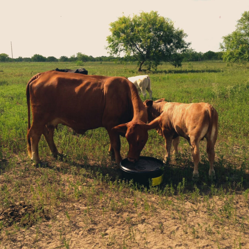 The Importance of Hay and Bulk Bin Refills for Livestock Nutrition - Morales Feed & Supply